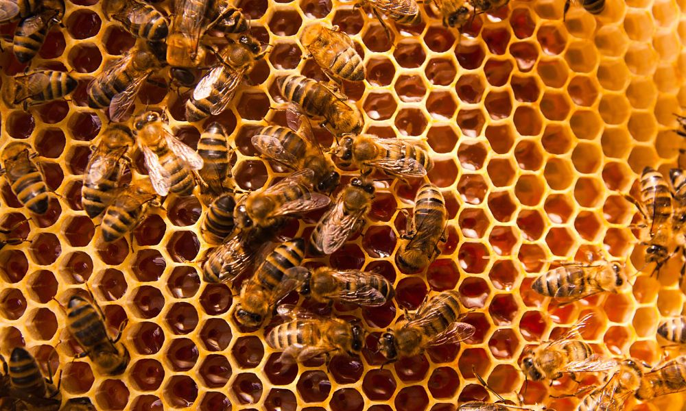 What Would Happen if Every Bee on Earth Died?