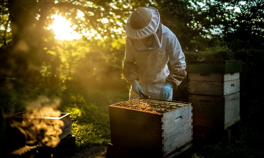 The Essential Beekeeping Calendar for Year-Round Care