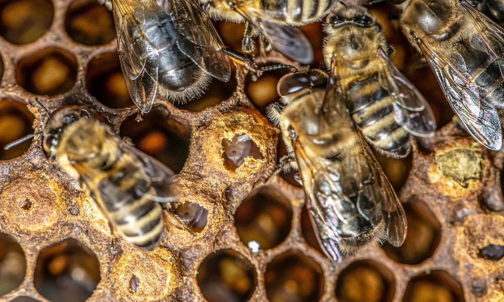 A Glossary of Beekeeping Terms You Should Know