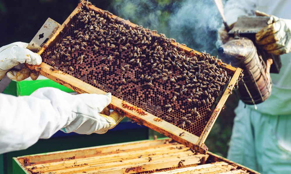 5 Essential Tools for Successful Beekeeping