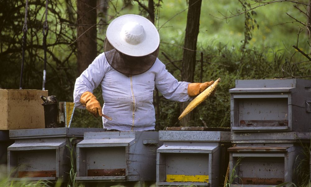 Queen Bee Rearing Techniques: Ensuring Strong Offspring