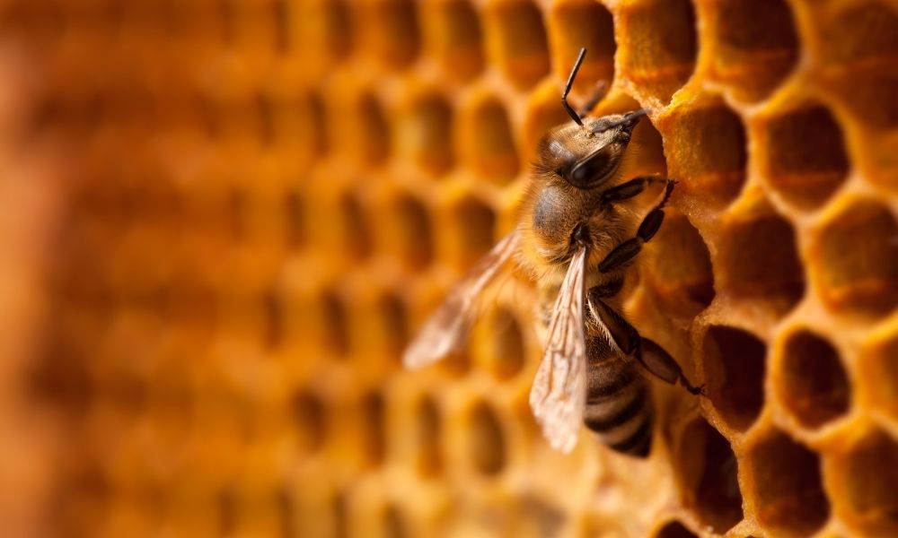 How To Recognize and Prevent Hive Robbing