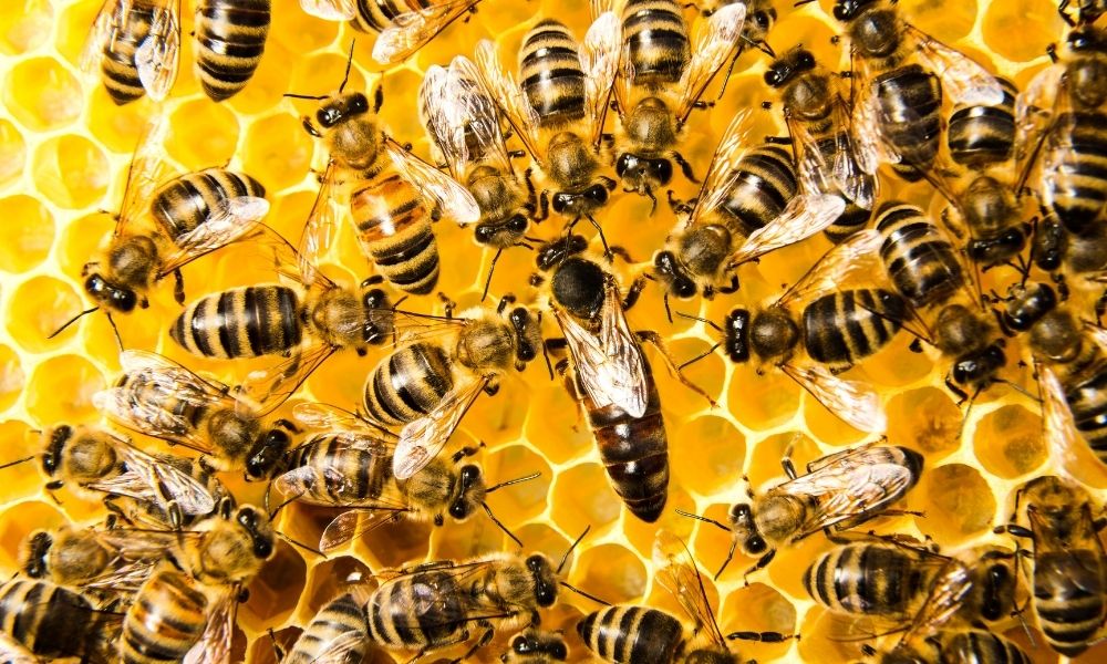 Queen Bees vs. Worker Bees vs. Drones: The Differences