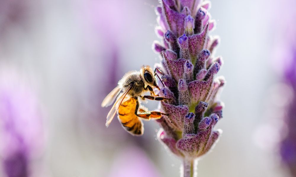 What Is Honey Flow and What It Means to Beekeepers