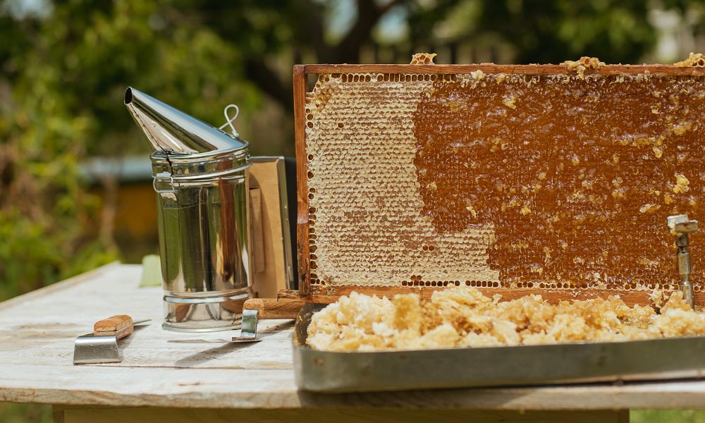 5 Common Beekeeping Mistakes All Beginners Make