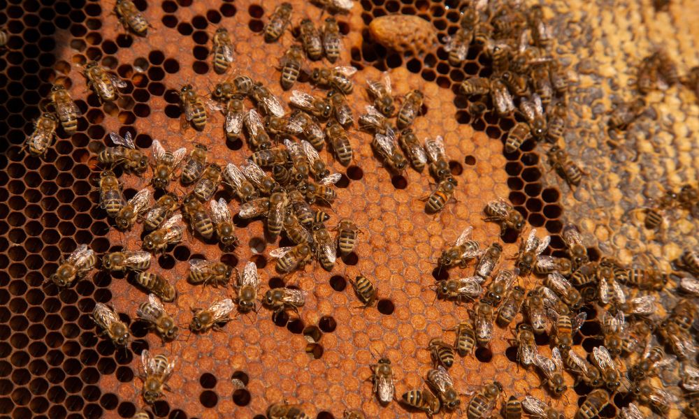 The Basics of Splitting a Hive for a New Colony