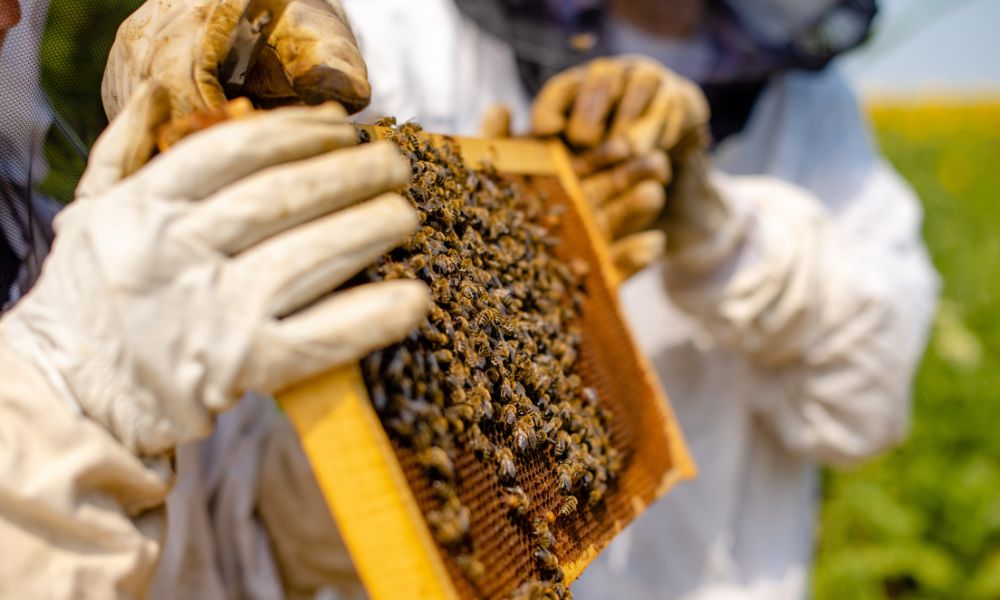 4 Important Beekeeping Safety Tips To Know