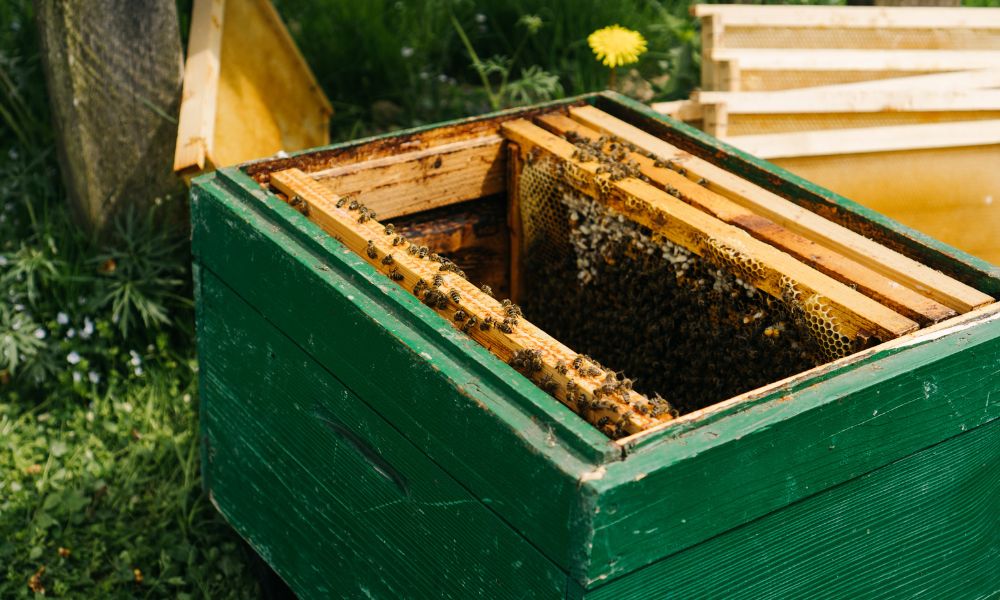 Finding the Perfect Location for Your Beehive