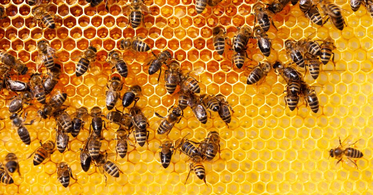 How Selective Breeding Improved Disease Resistance in Bees