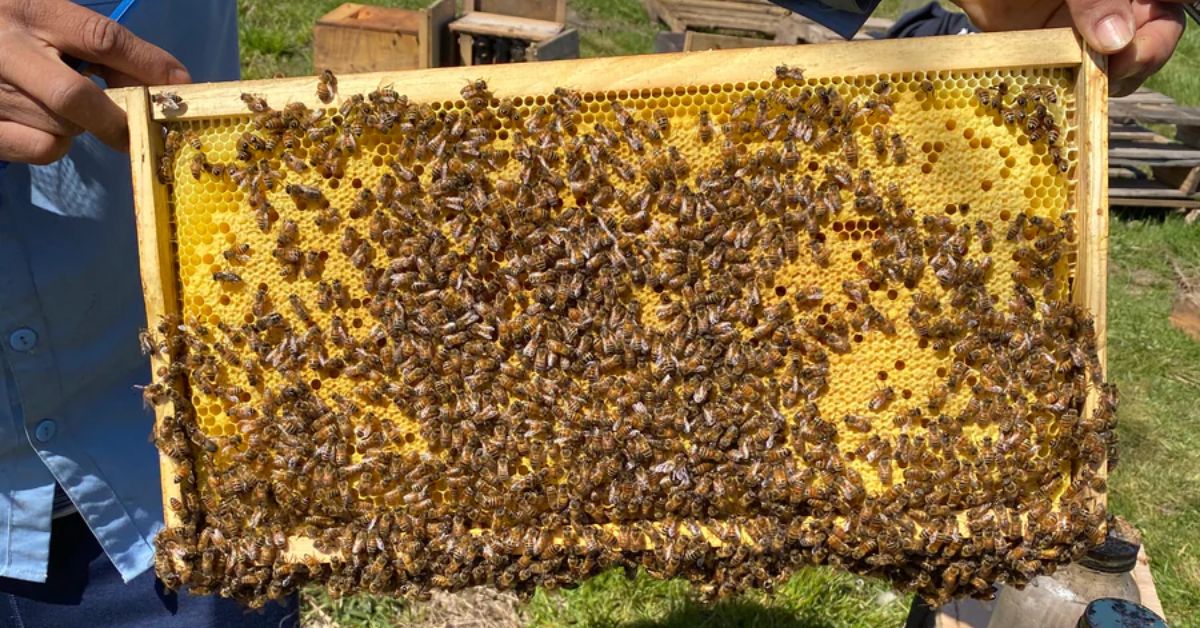 How to Prepare for Your First Shipment of Honeybees