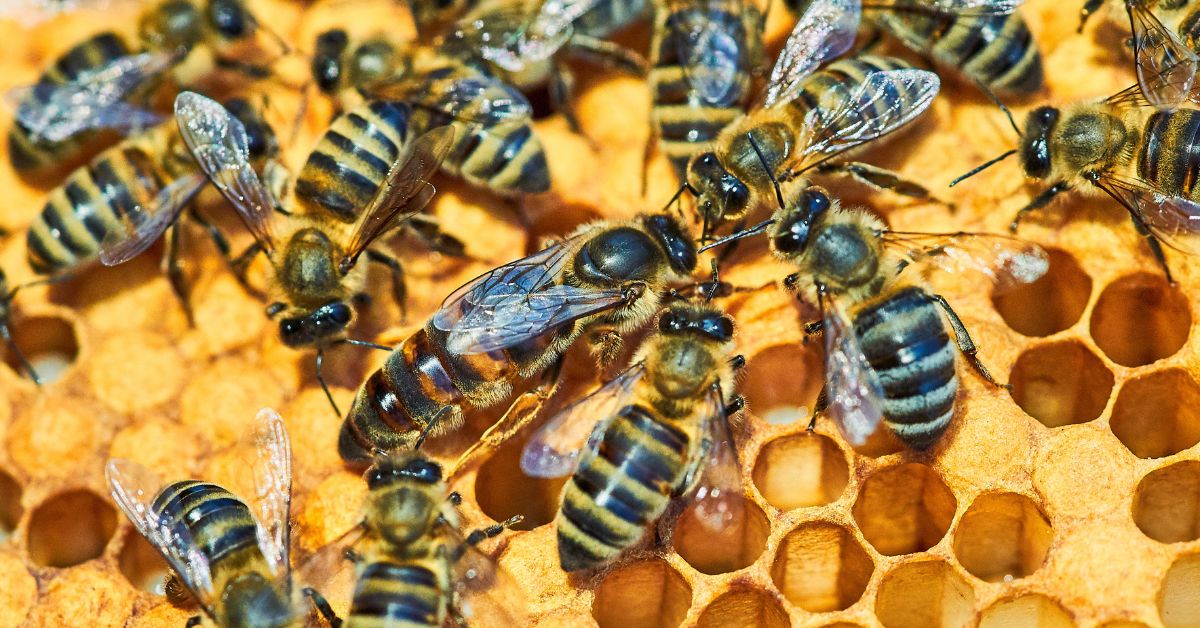 How To Start a Queen Rearing Program Using Mated Queen Bees