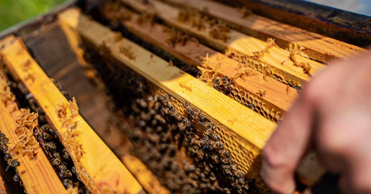 The Ultimate Guide to Buying Your First Hive