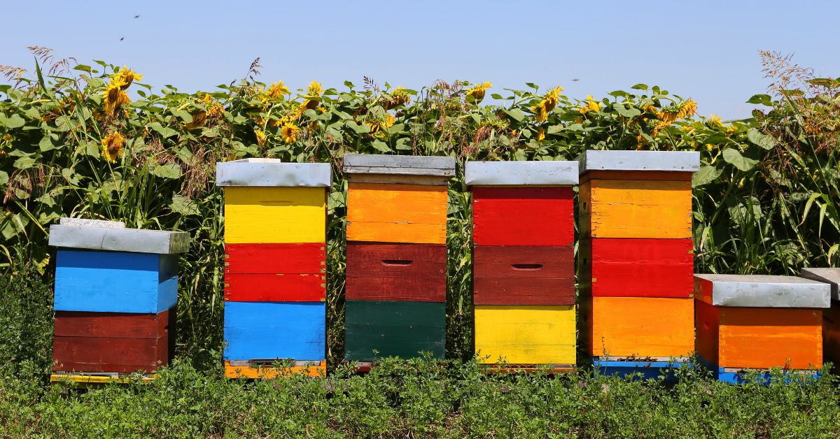 5 Unique Ways To Customize Your Bee Boxes