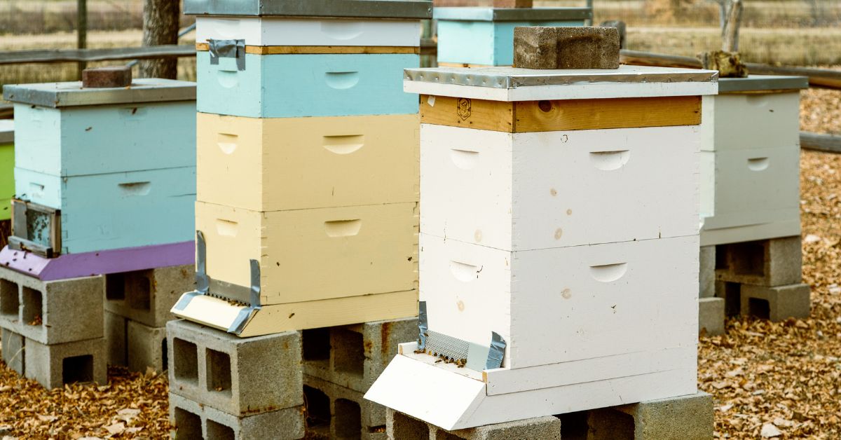 A Guide To Choosing the Best Boxes for Your Apiary