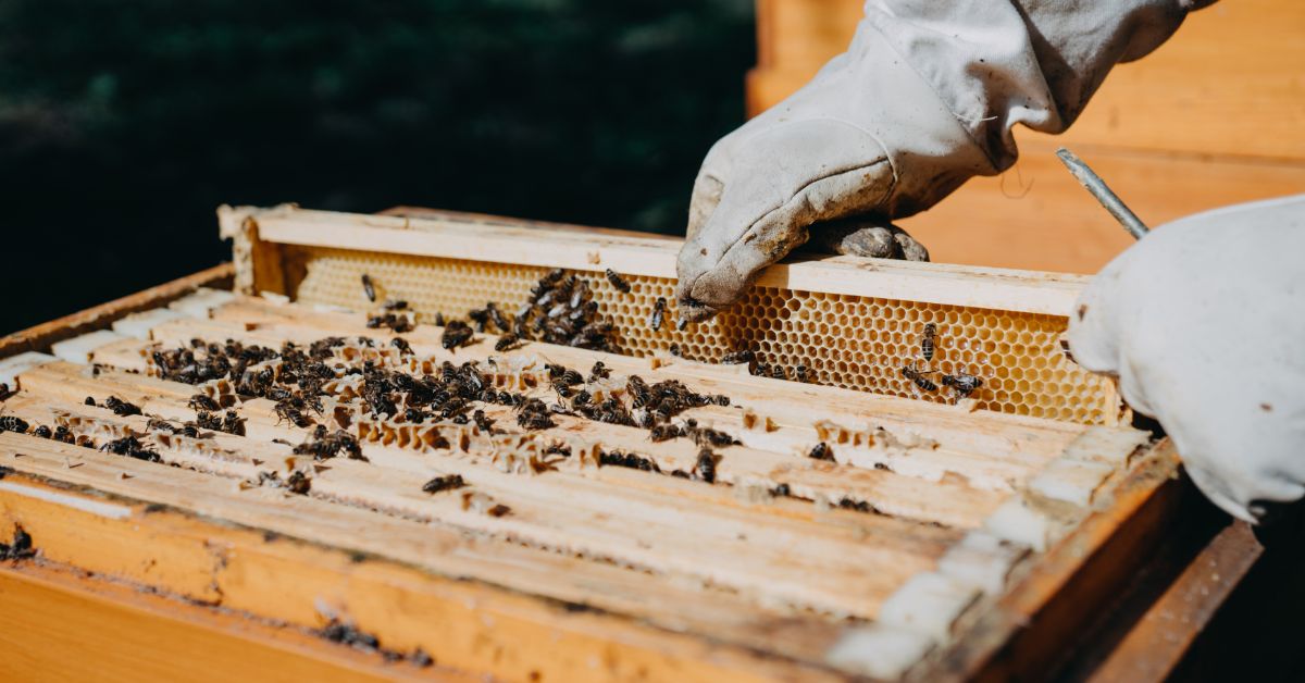 5 Things Massachusetts Beekeepers Need To Know
