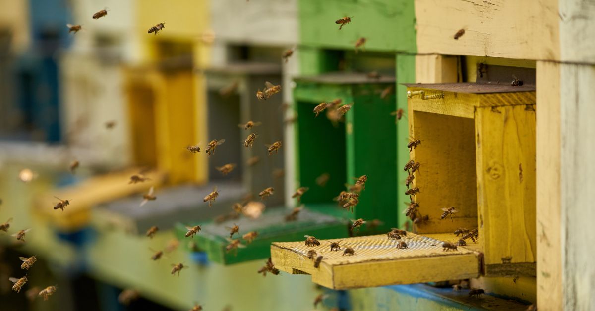 How To Set Up a Backyard Beehive: Essential Equipment & Tips