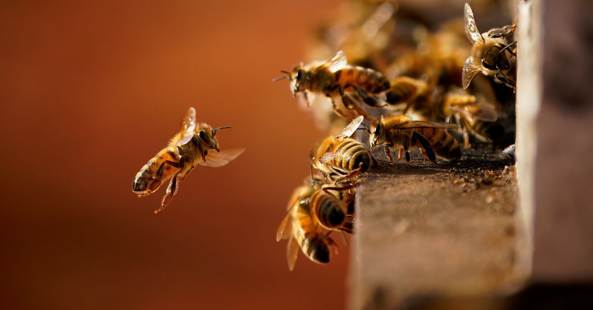 How To Keep Your Bees Cool and Hydrated in the Summer