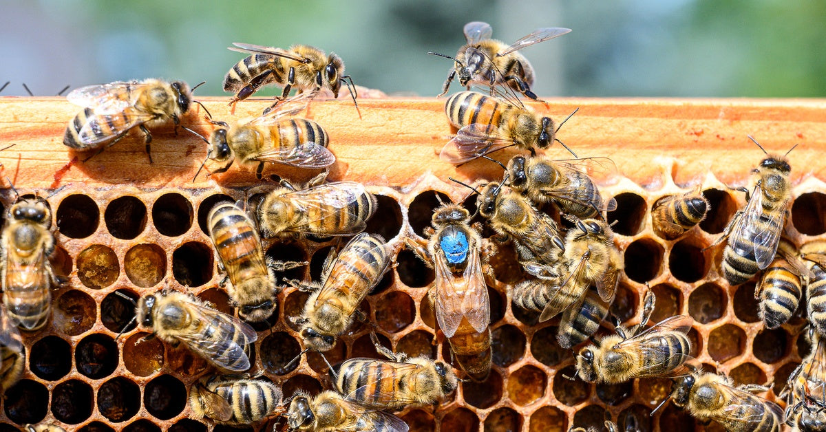Mated Queen Bees vs. Virgin Queens: What’s the Difference?