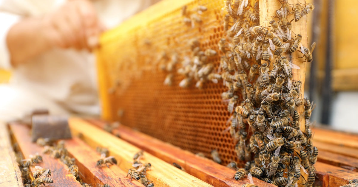 Signs Your Hive Is Queenless and What To Do About It