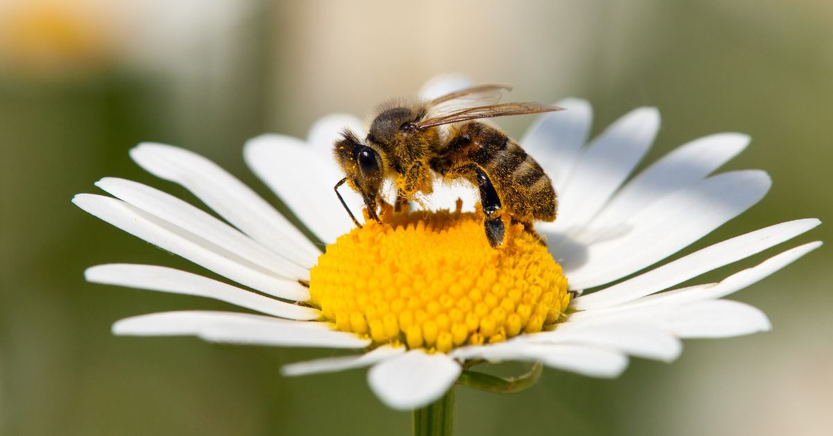 The Importance of Honeybees in Pollination