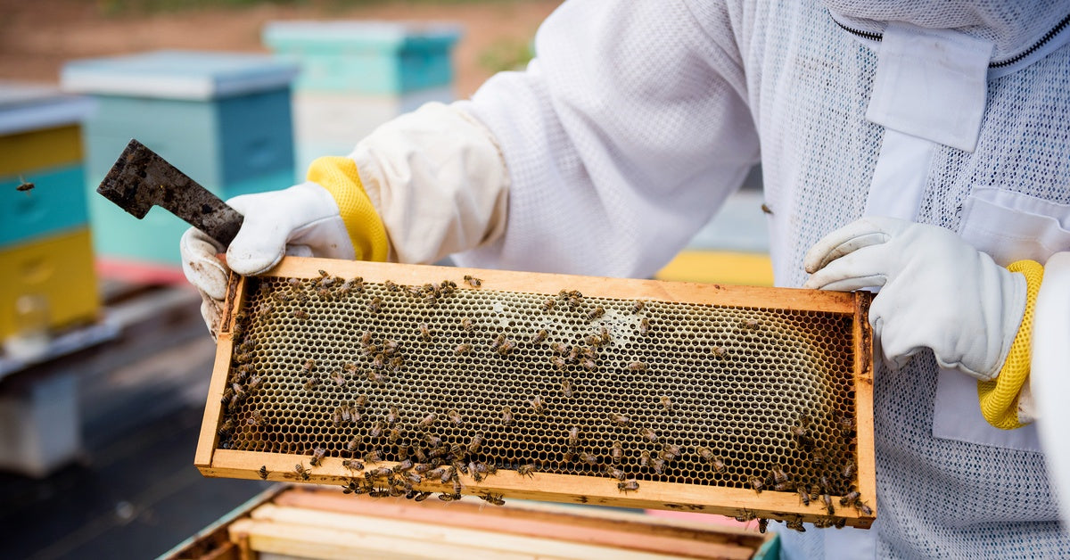 Managing Multiple Hives Efficiently in a Commercial Apiary