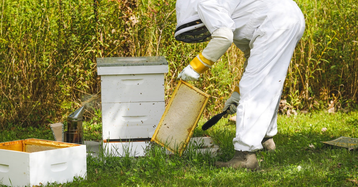 Moving Bee Hives Morning vs. Evening: What Time Is Best?