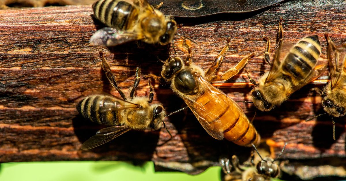 A Guide to the Different Types of Queen Bees