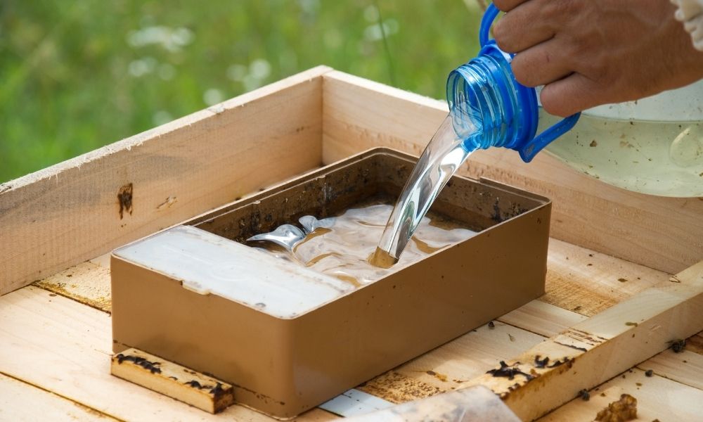 Open vs. Closed Feeding: Which Is Best For Your Bees?