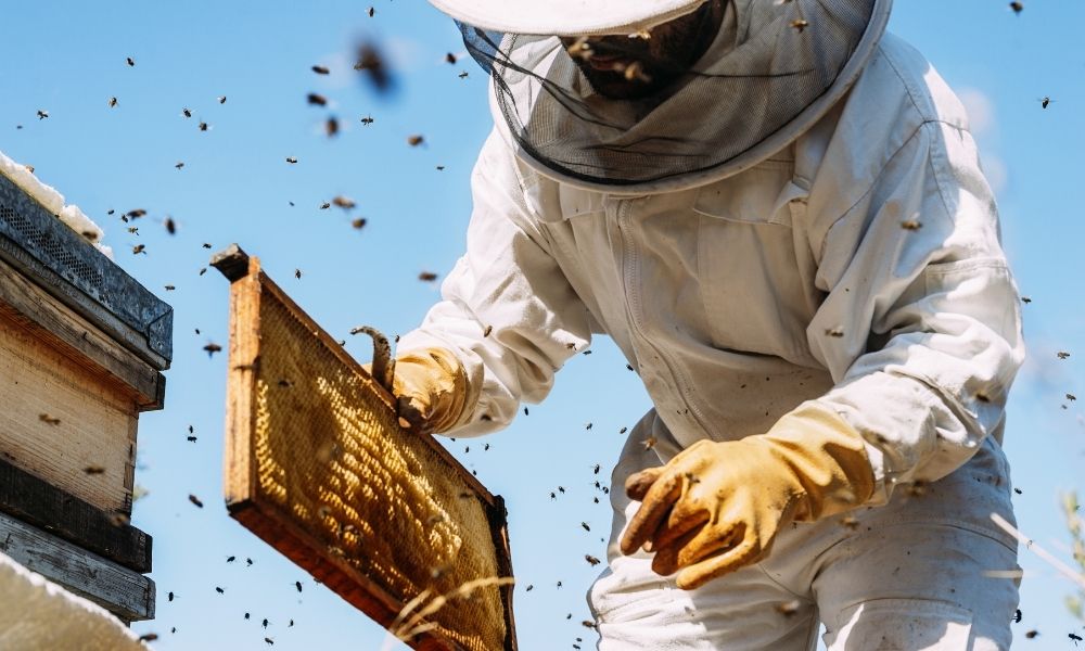 How To Protect Your Bees From Hot Weather