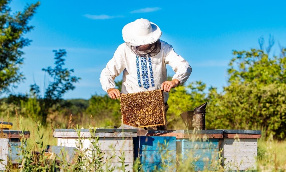 A Guide To Record-Keeping for Beekeepers