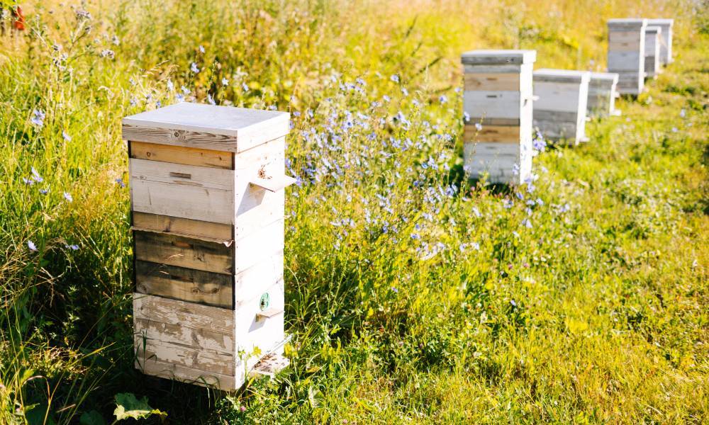 How To Keep Your Bees Safe in the Summer