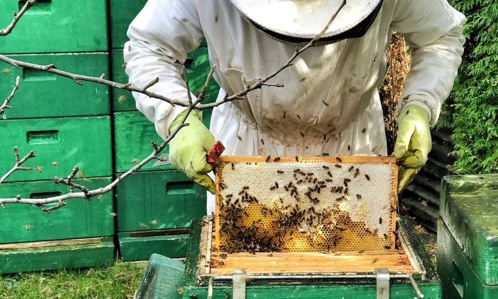 Compelling Reasons To Become a Beekeeper